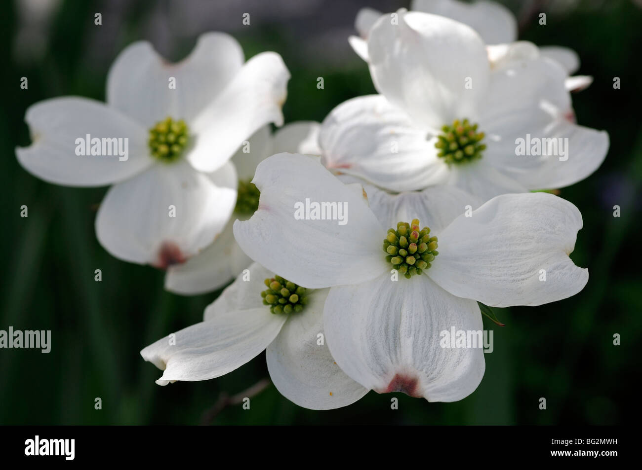 Appalachian Mountain Flora white Dogwood tree flowering spring smoky ...