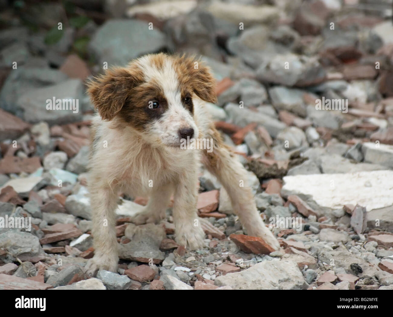 Jung dog hi-res stock photography and images - Alamy