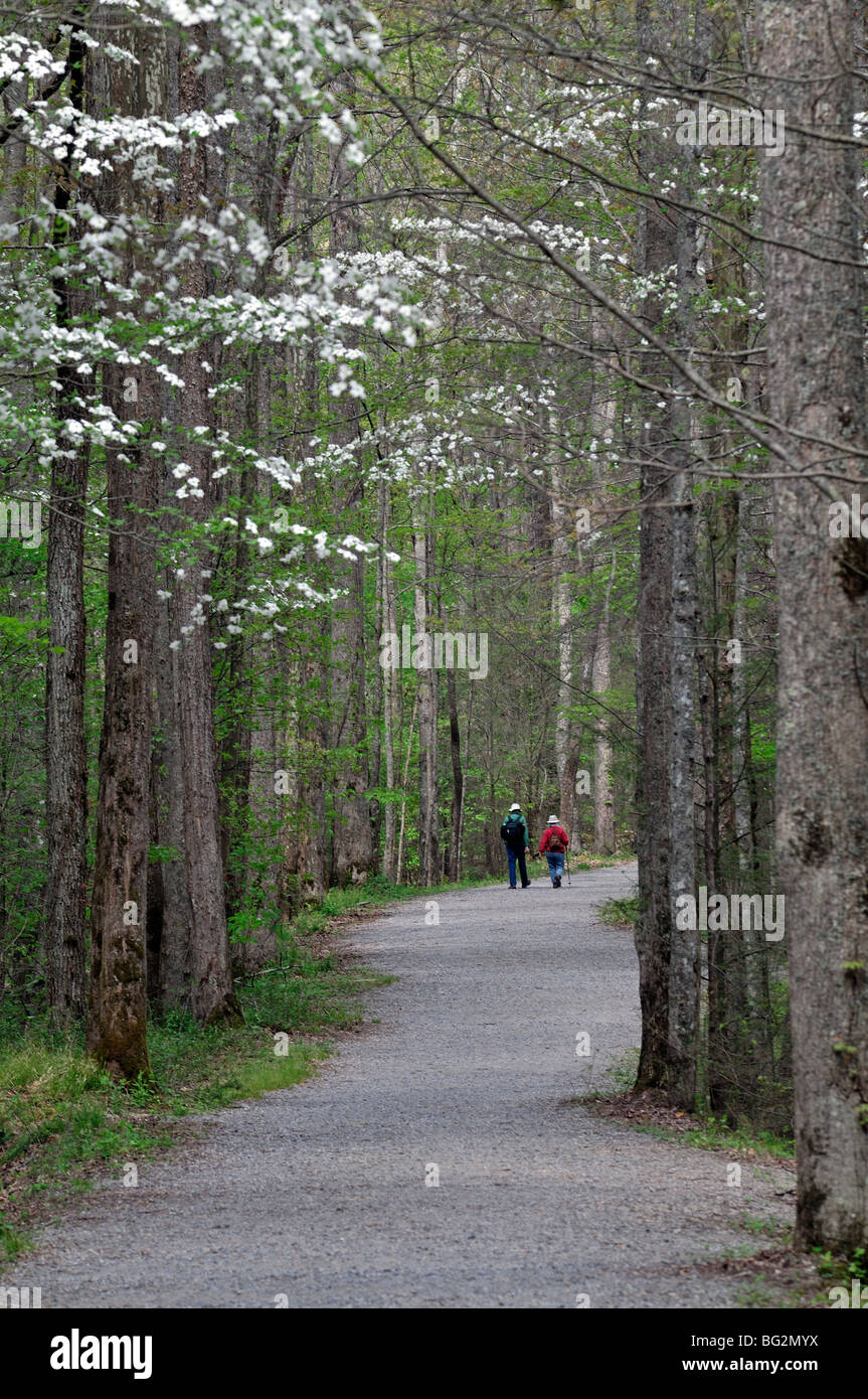 Spring Dogwoods in bloom along a hiking trail Great Smoky Mountains ...