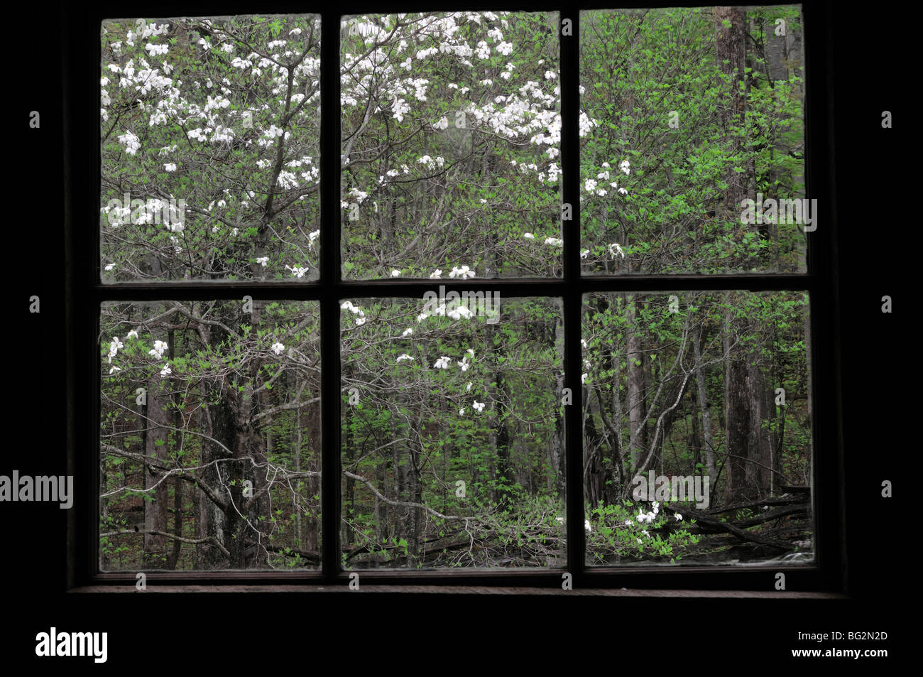 Jim Bales Place looking out through window spring white dogwood flower ...