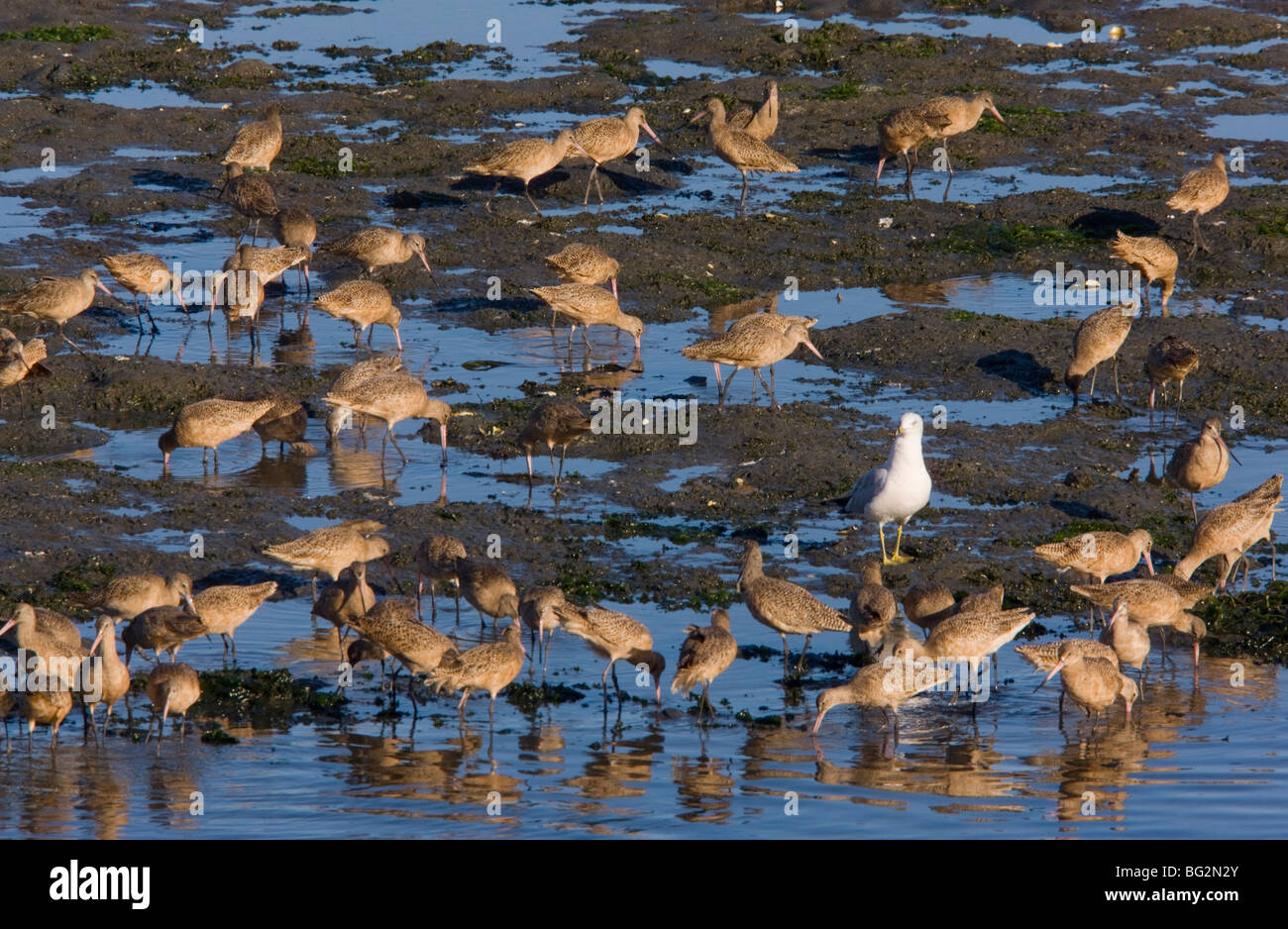 Limosa fedoa hi-res stock photography and images - Alamy
