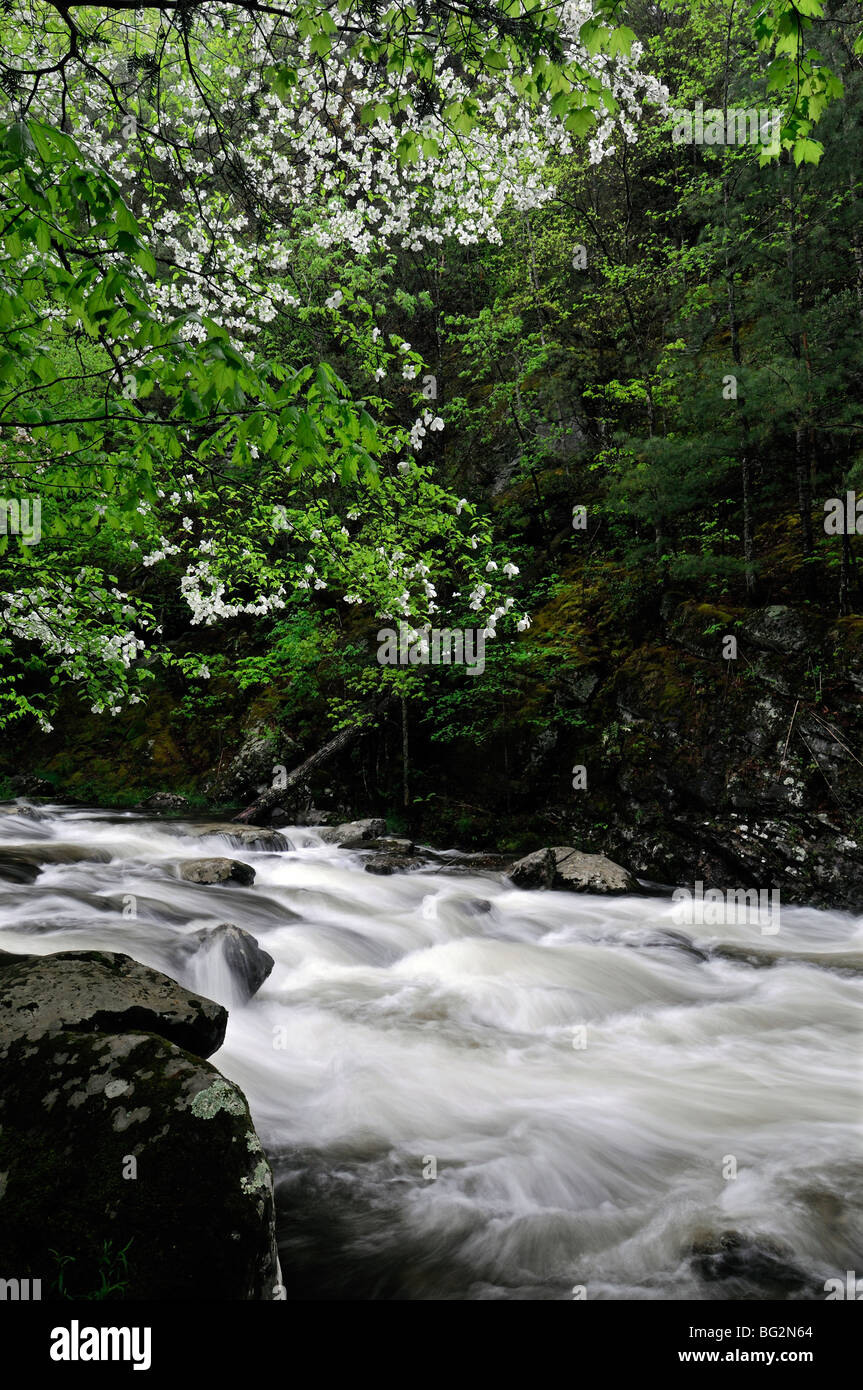 Spring Dogwoods in bloom along the Middle Prong of the Little River in ...