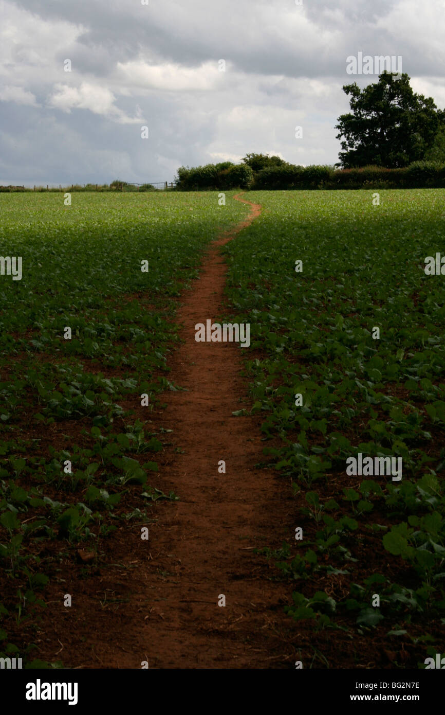 Footpath through the middle of a farm field , summer, Cotswolds ...