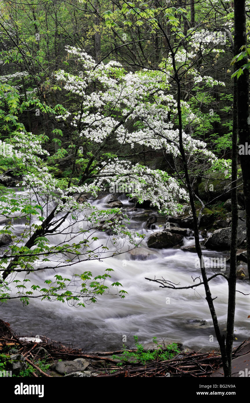 Spring Dogwoods in bloom along the Middle Prong of the Little River in ...