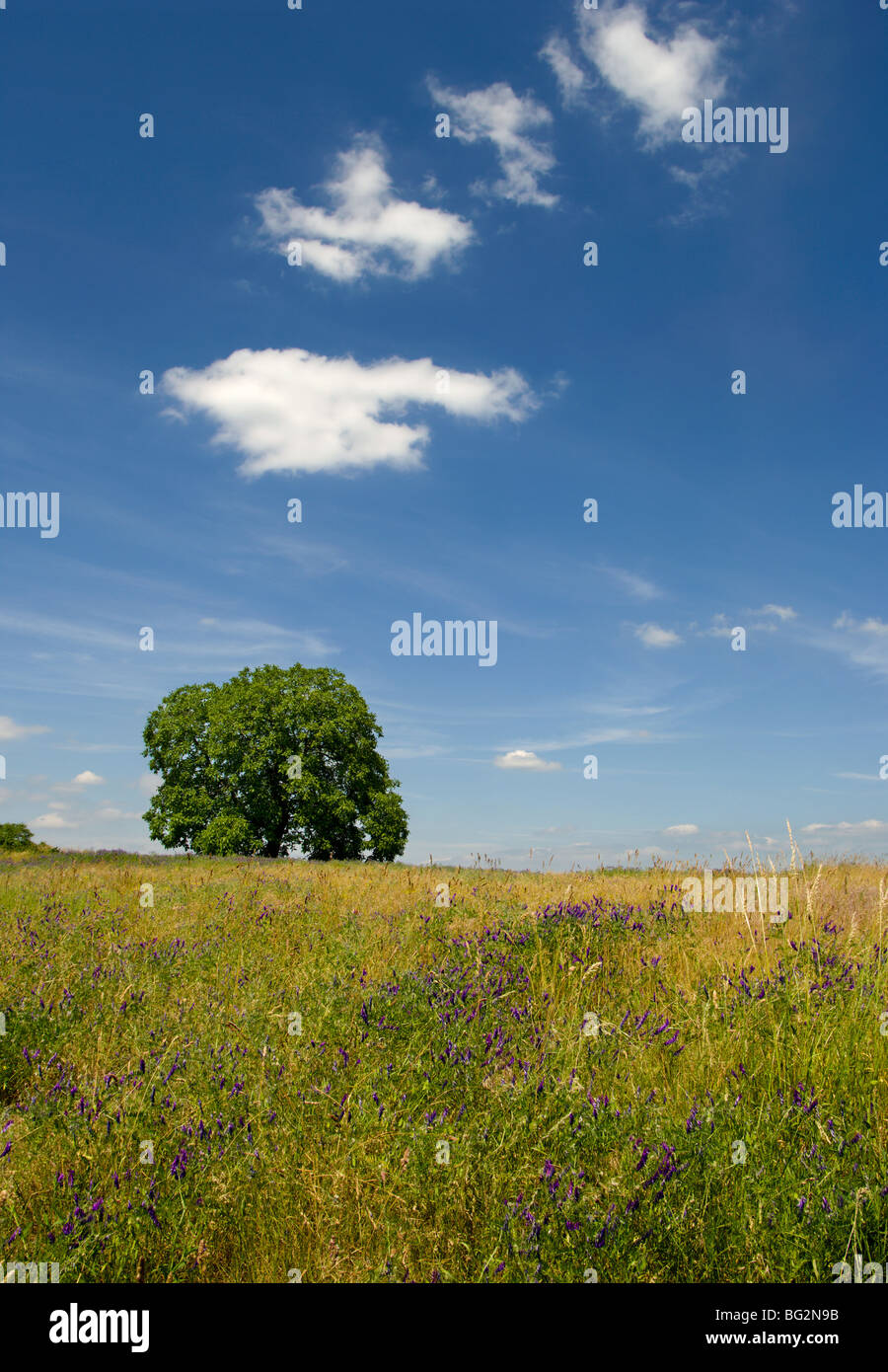 single tree in landscape Stock Photo - Alamy
