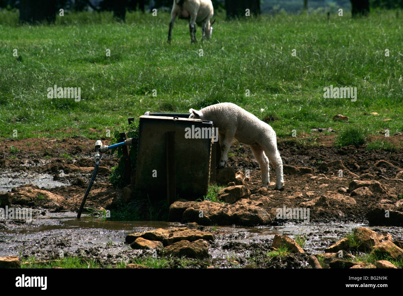 Sheep drinking water trough in hi-res stock photography and images - Alamy