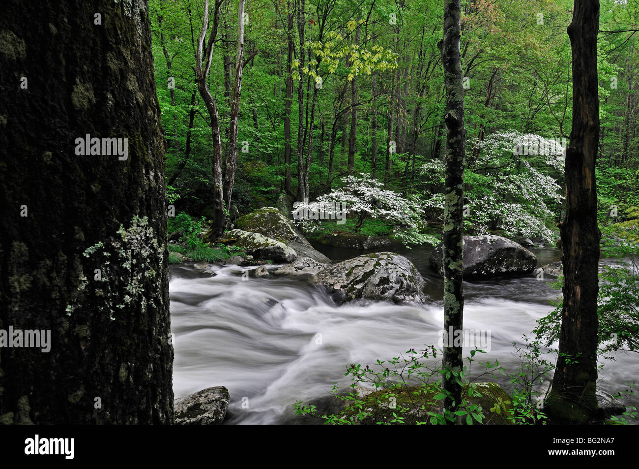 Spring Dogwoods in bloom along the Middle Prong of the Little River in ...