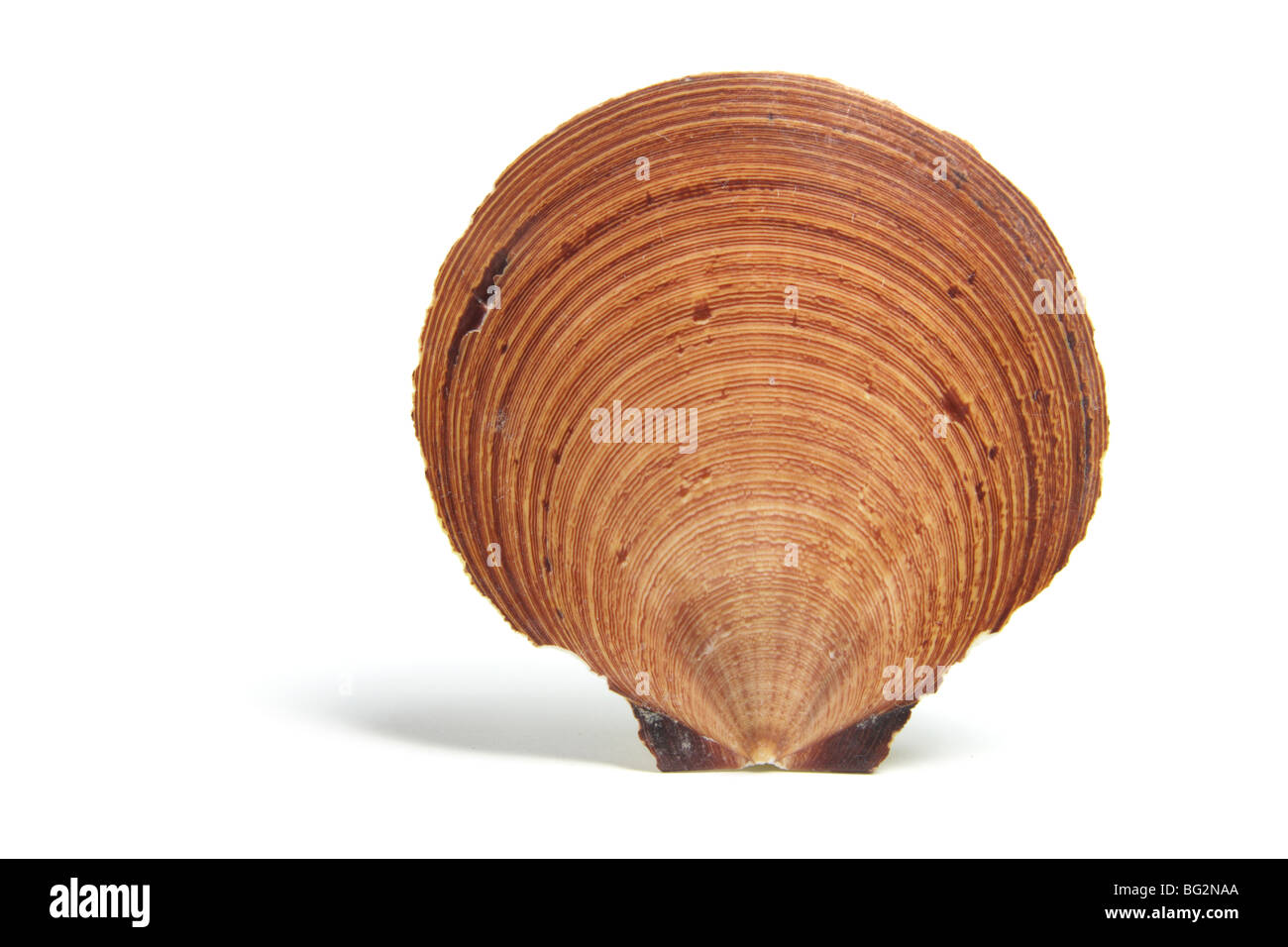 Scallop seashell hi-res stock photography and images - Alamy