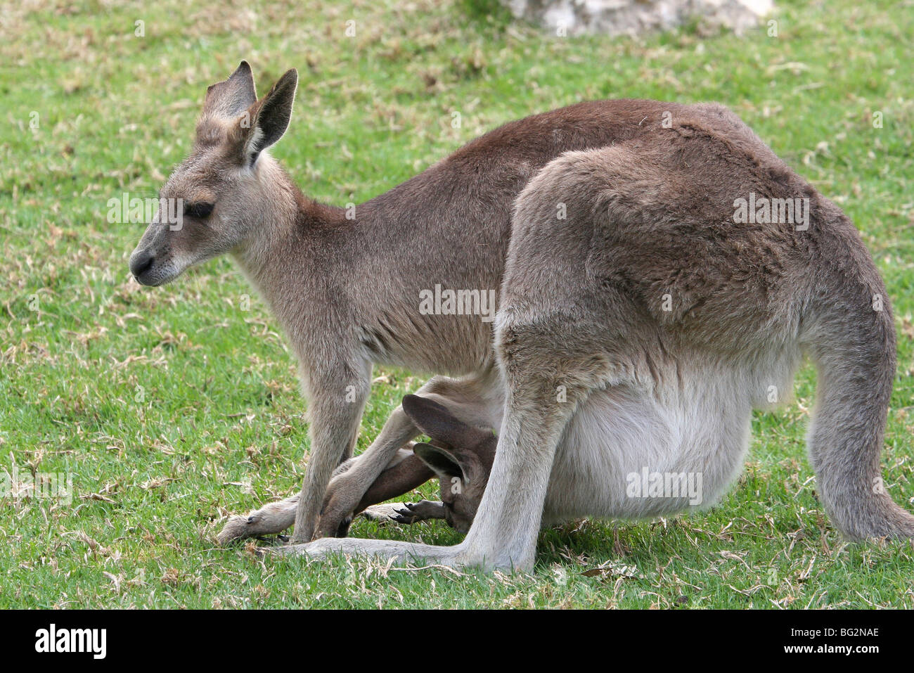 female Eastern Grey Kangaroo Macropus giganteus in a park. An offspring ...