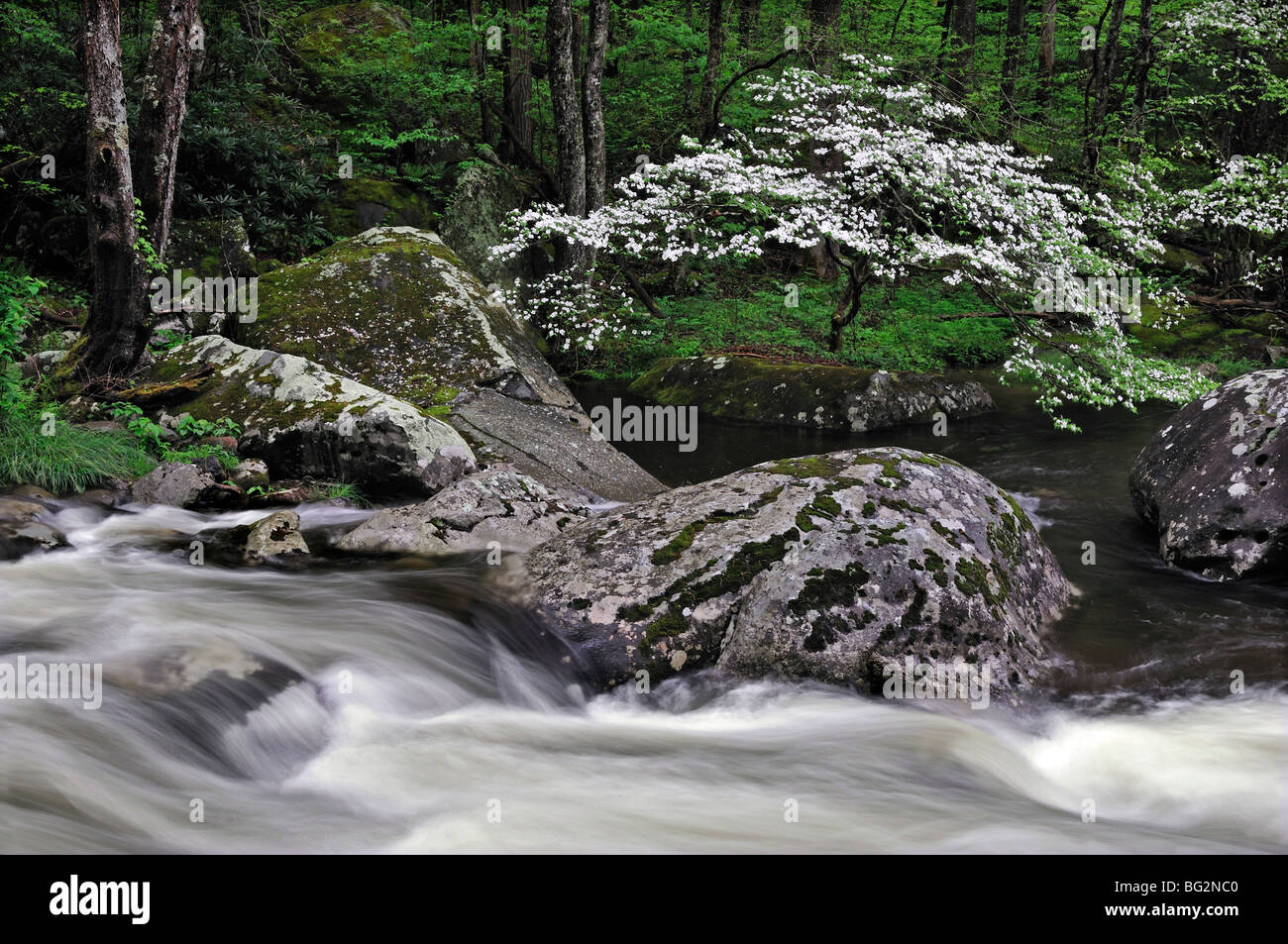 Spring Dogwoods in bloom along the Middle Prong of the Little River in ...