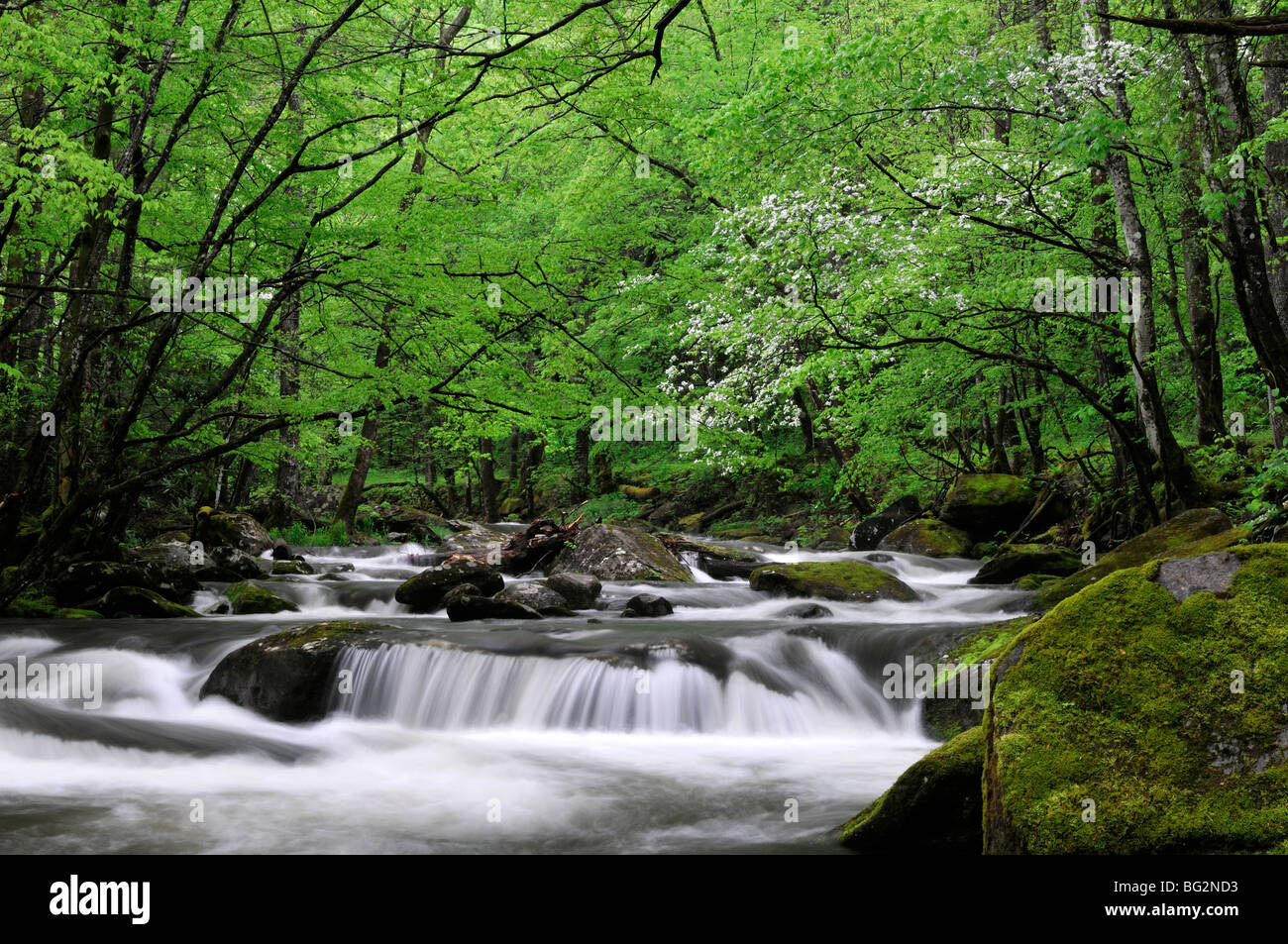 Spring Dogwoods in bloom along the Middle Prong of the Little River in ...