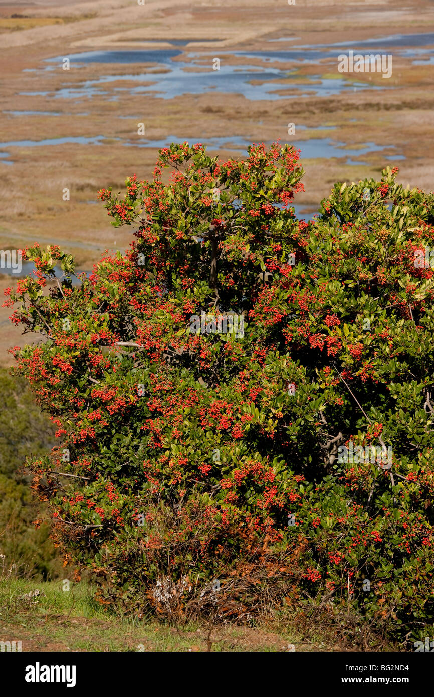 Toyon, Christmas berry or California holly Heteromeles arbutifolia in ...