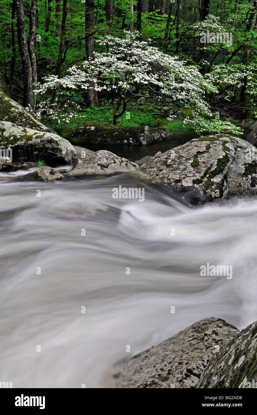 Dogwoods in spring hi-res stock photography and images - Alamy