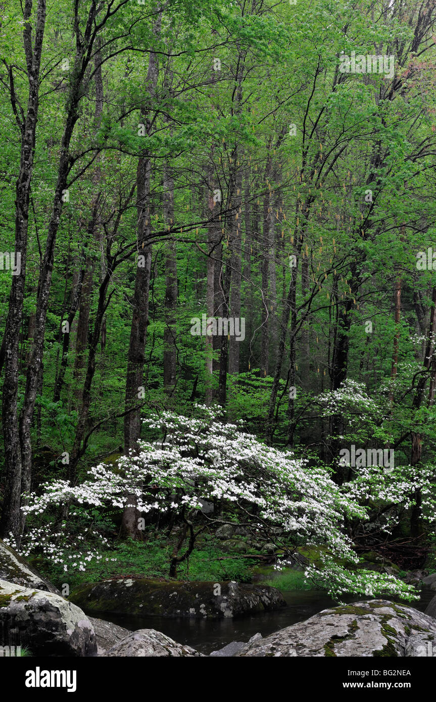 Spring Dogwoods in bloom along the Middle Prong of the Little River in ...