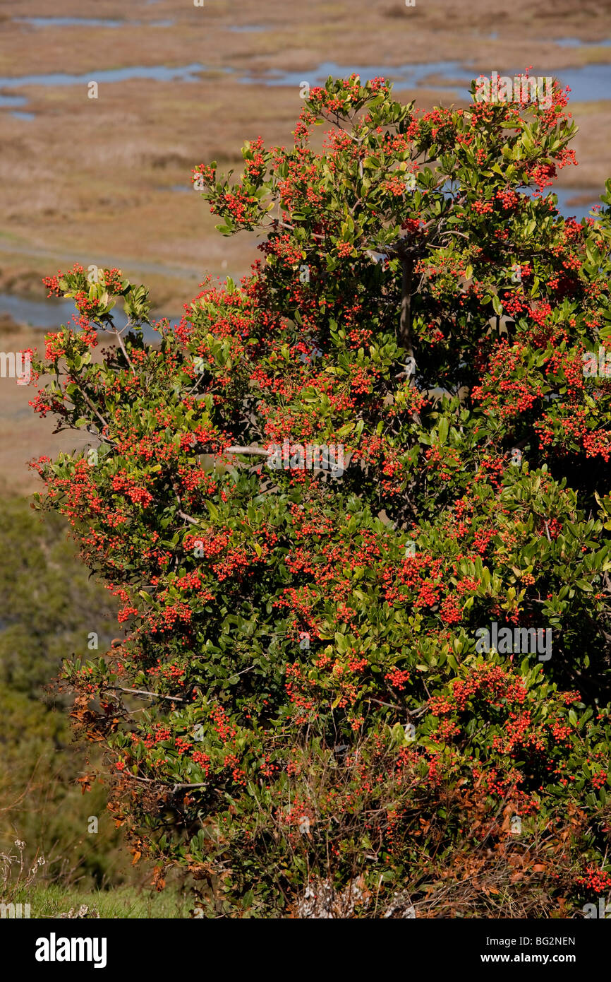 Toyon, Christmas berry or California holly Heteromeles arbutifolia in ...