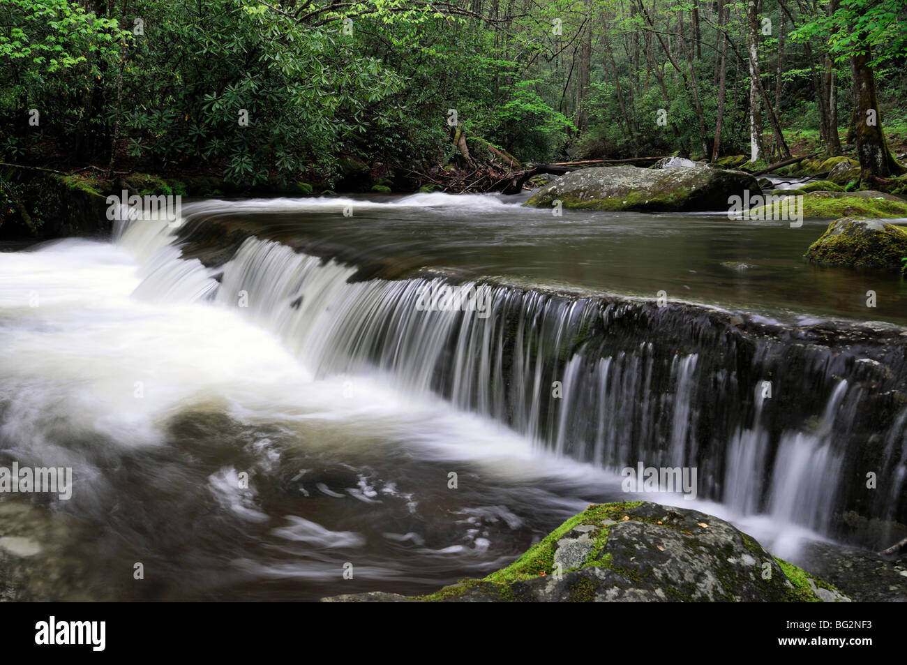 Appalachian Mountain Flora tree flowering spring greenery great smoky ...