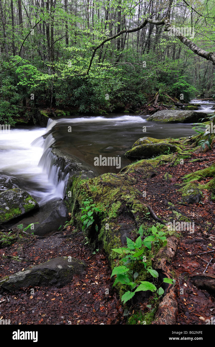 Appalachian Mountain Flora tree flowering spring greenery great smoky ...