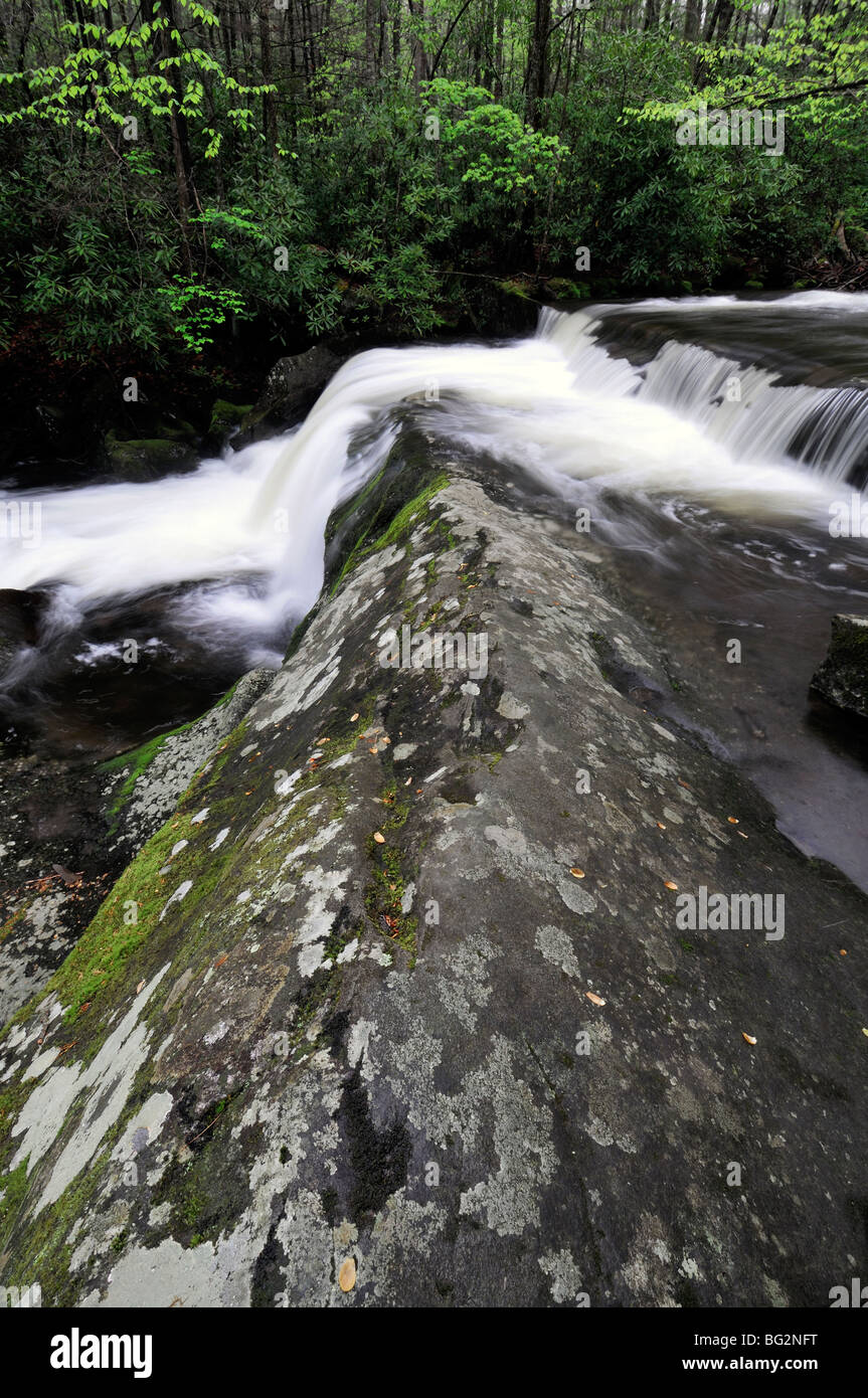 Appalachian Mountain Flora tree flowering spring greenery great smoky ...
