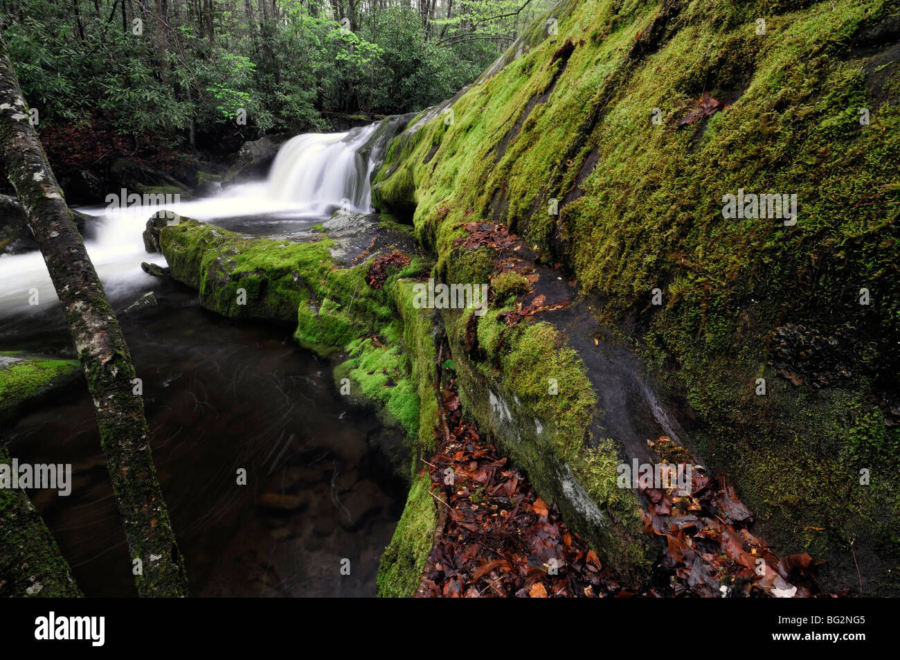 Appalachian Mountain Flora tree flowering spring greenery great smoky ...