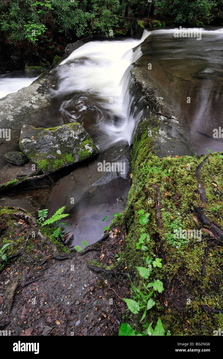 Appalachian Mountain Flora tree flowering spring greenery great smoky ...