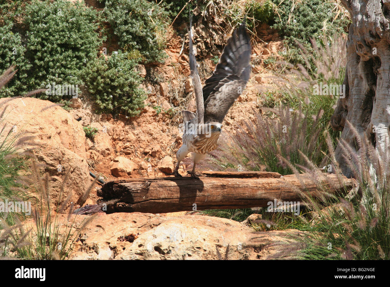 Eagle in a cage Stock Photo - Alamy