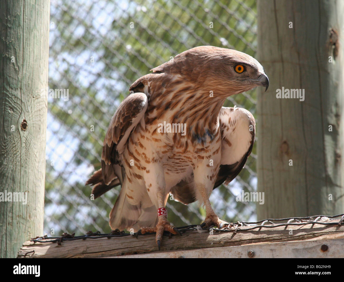 Eagle in a cage Stock Photo - Alamy