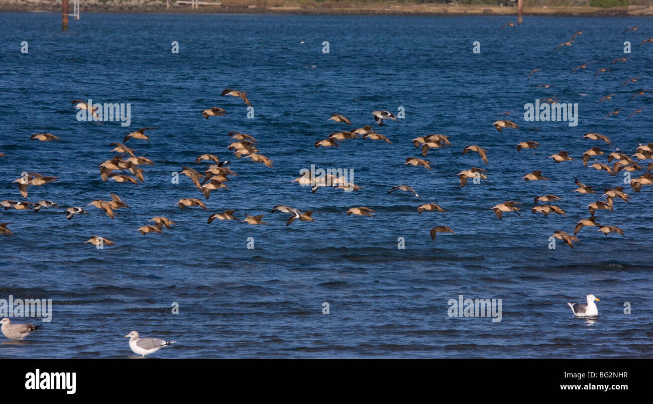 Marbled Godwits Limosa fedoa, with a few Willets Catoptrophorus ...