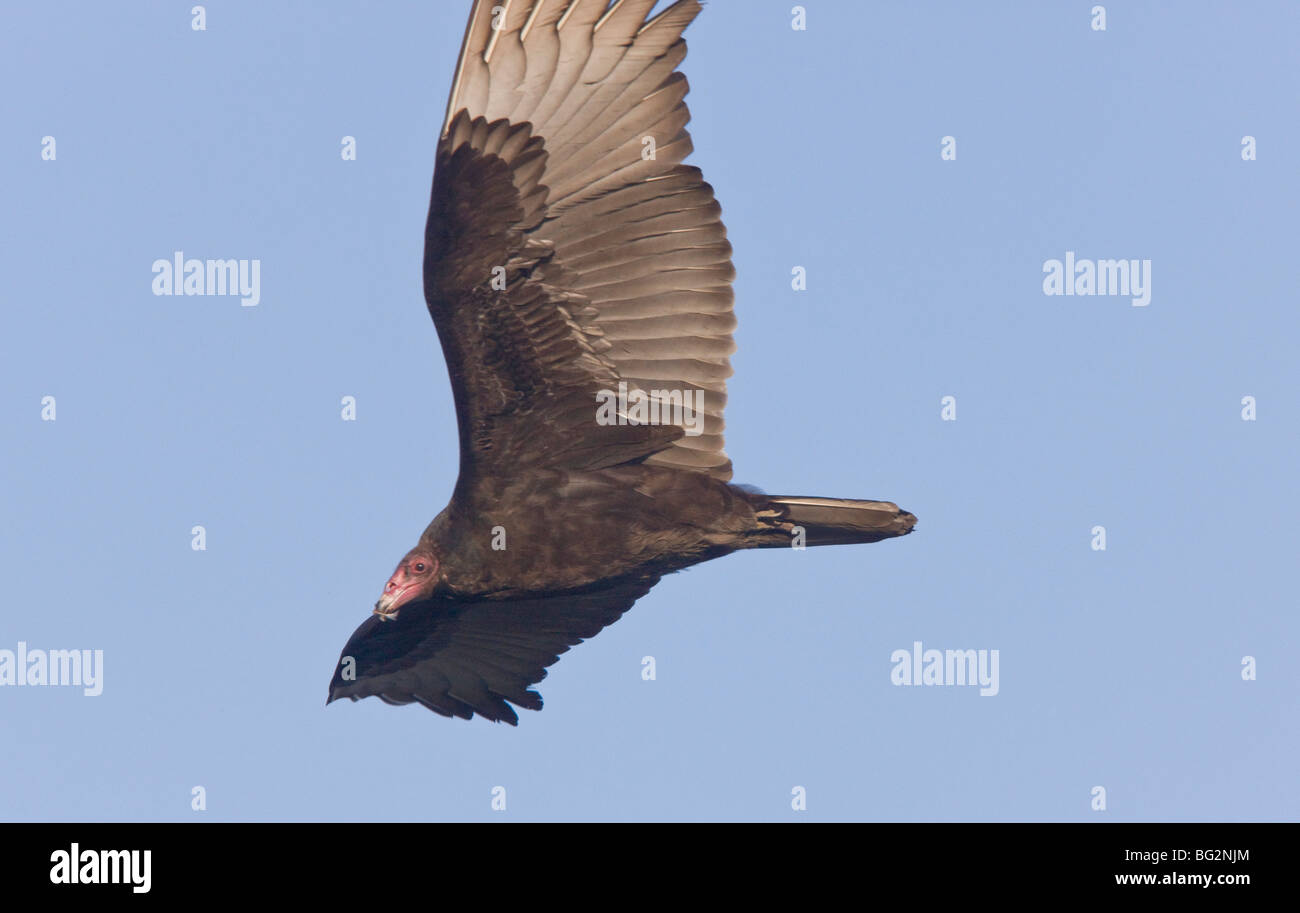 Turkey Vulture Cathartes aura in flight, (also known as Turkey Buzzard ...