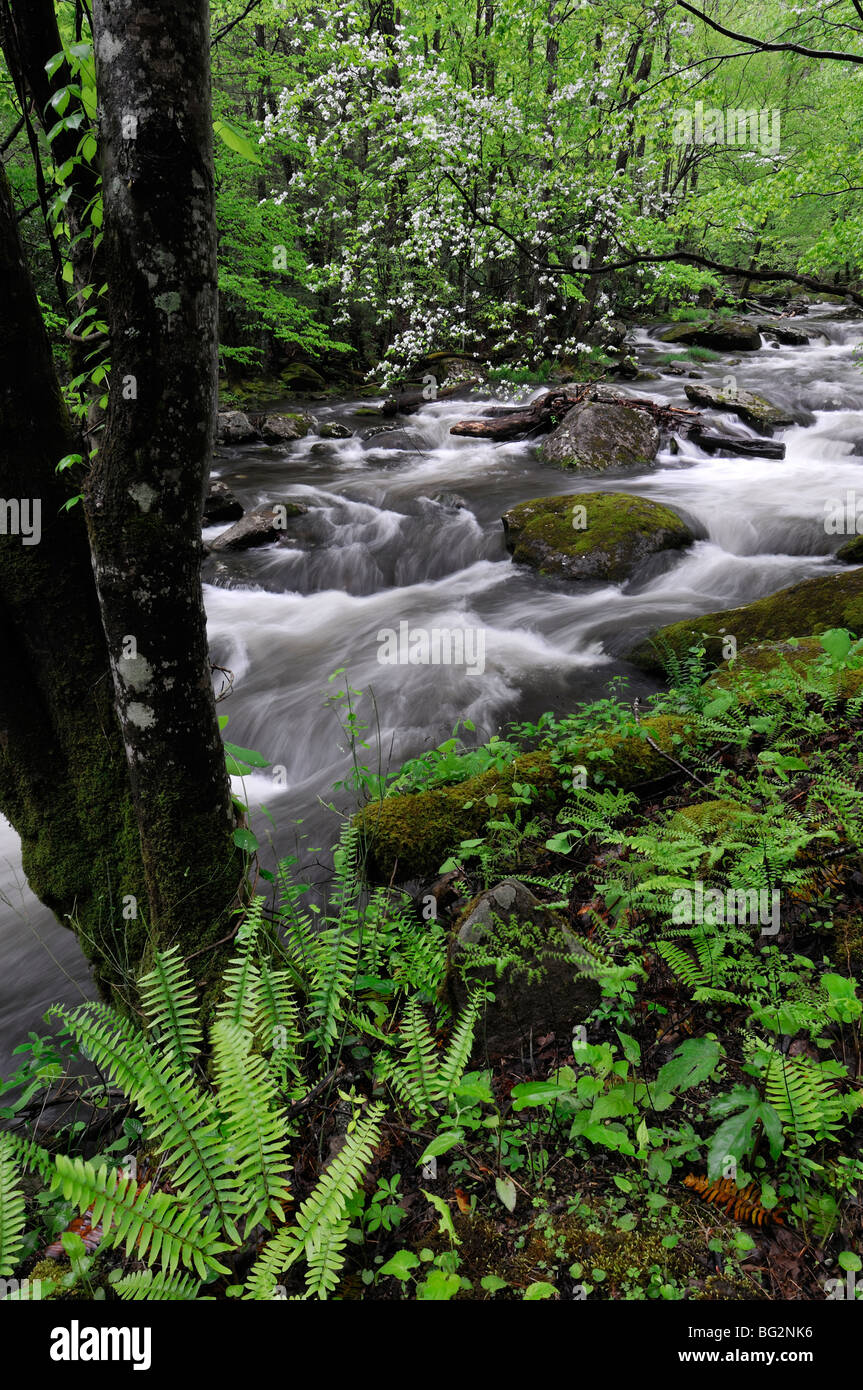 Spring Dogwoods in bloom along the Middle Prong of the Little River in ...