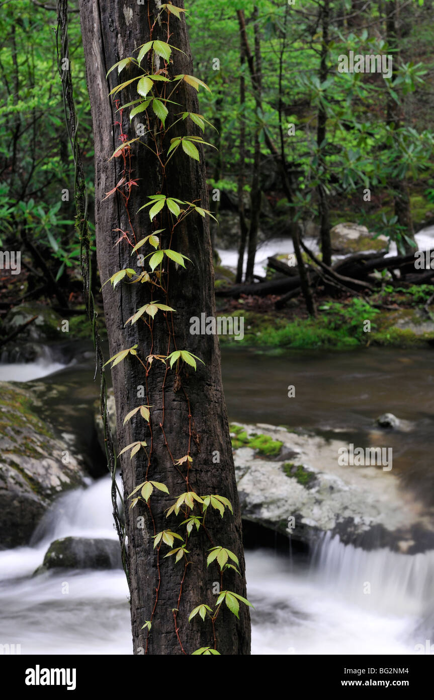 Appalachian Mountain Flora tree flowering spring greenery great smoky ...