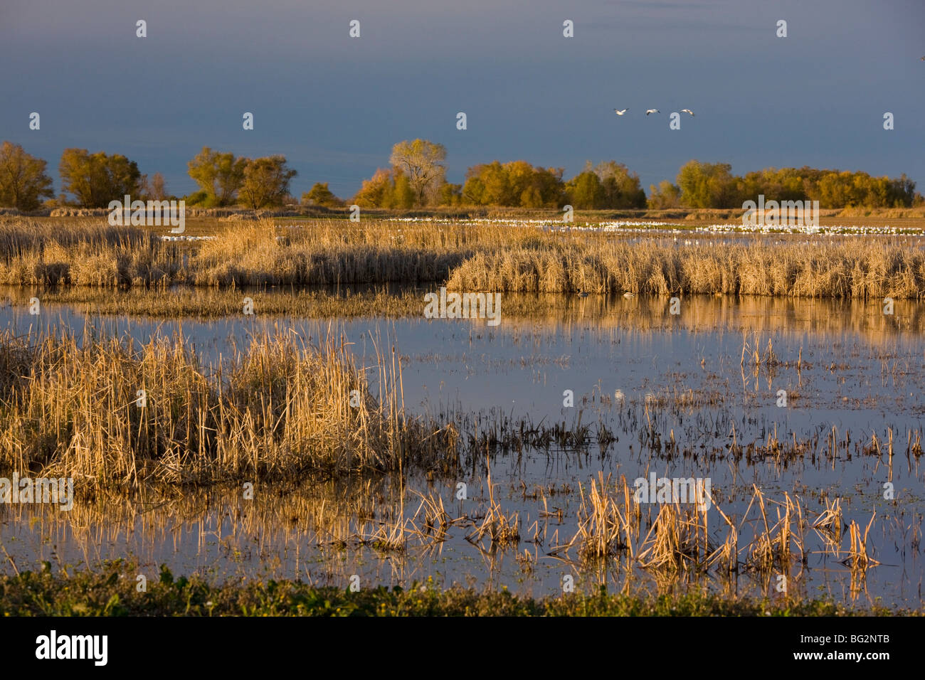 Lakes and marsh at Sacramento National Wildlife Reserve (Colusa section ...