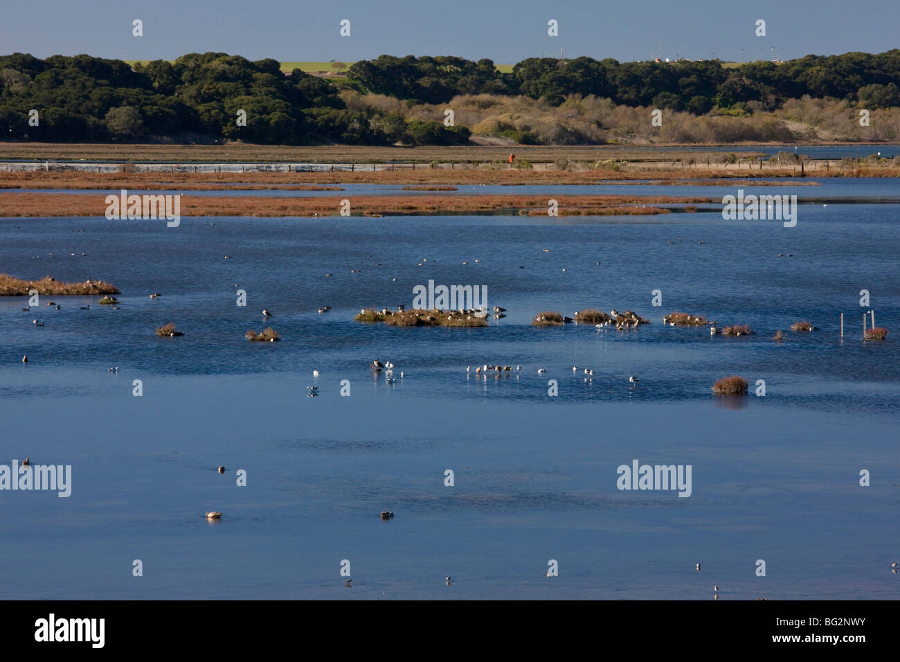 Saltmarsh, mudflats and estuarine habitat, with feeding and roosting ...
