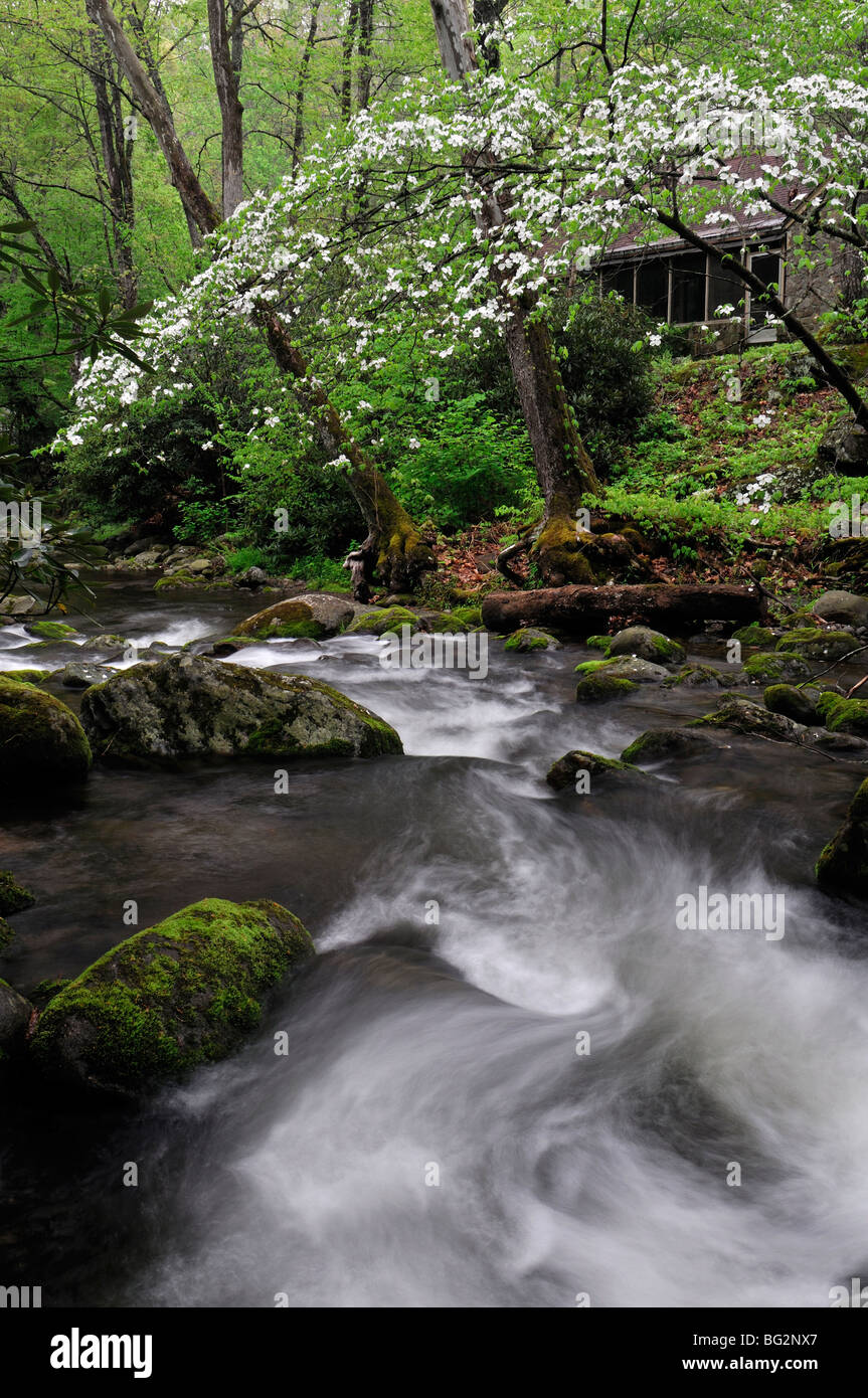 Appalachian Mountain Flora white Dogwood tree flowering spring greenery ...