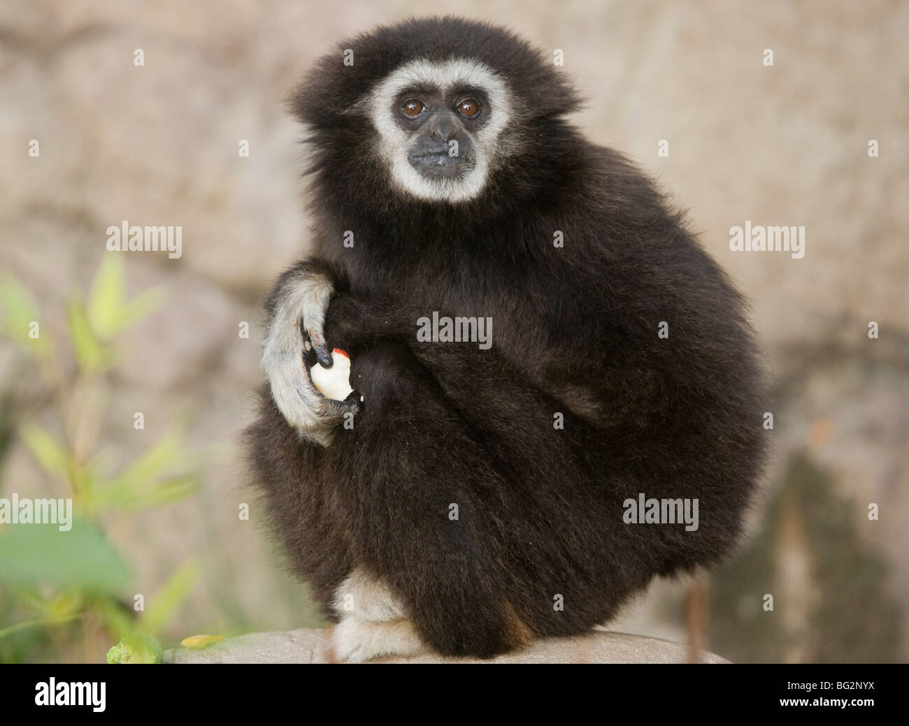 Brachiation hi-res stock photography and images - Alamy