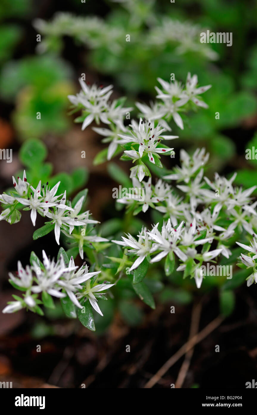 Smoky mountains spring wildflower hi-res stock photography and images ...