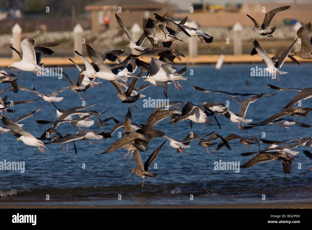 Western Gulls Larus occidentalis in flight at Moss Landing harbour ...