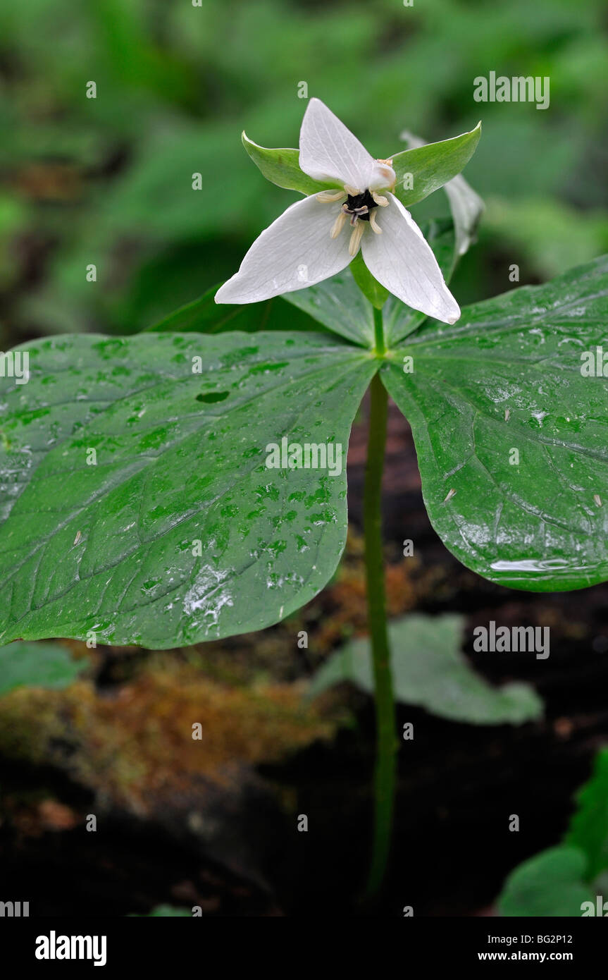 Trillium undulatum Painted Trillium spring great smoky mountains ...
