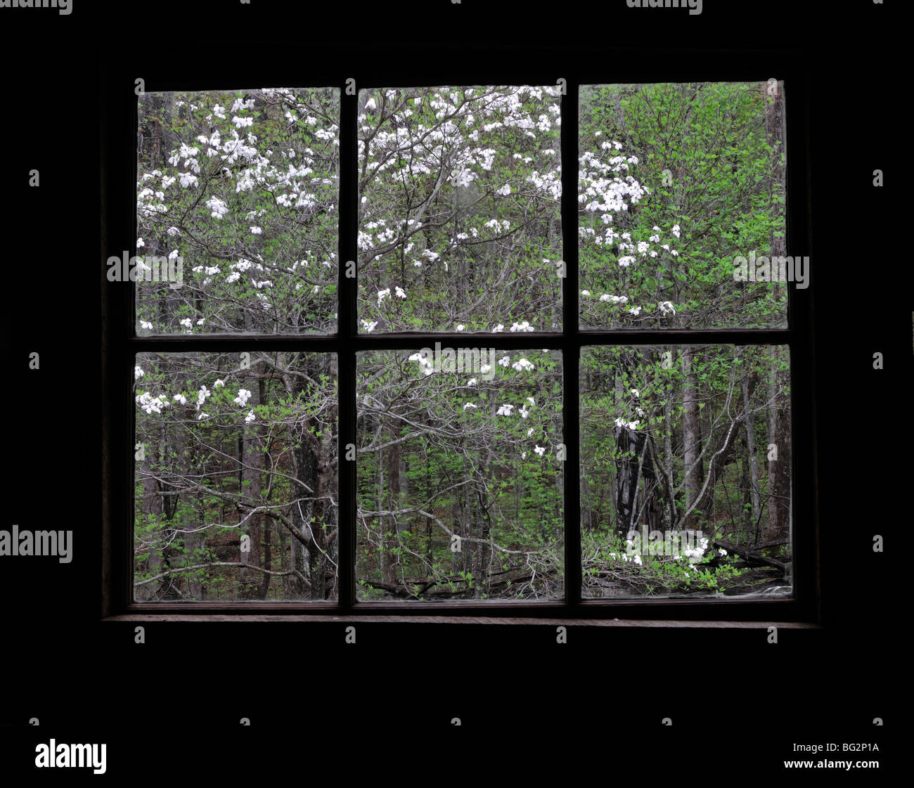 Jim Bales Place looking out through window spring white dogwood flower ...