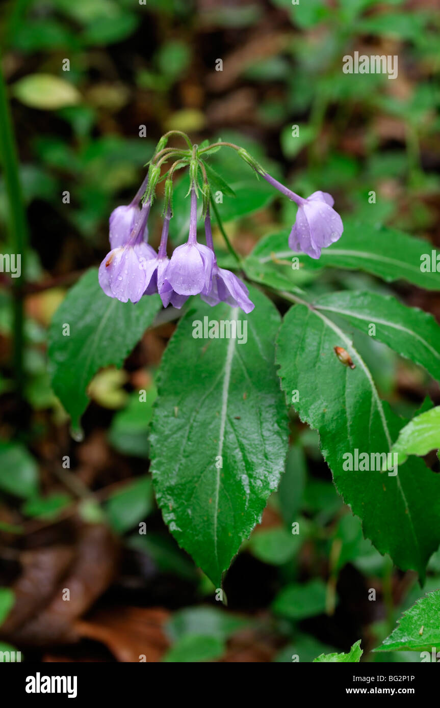 Virgina bluebell on the forest floor spring wildflower great smoky ...