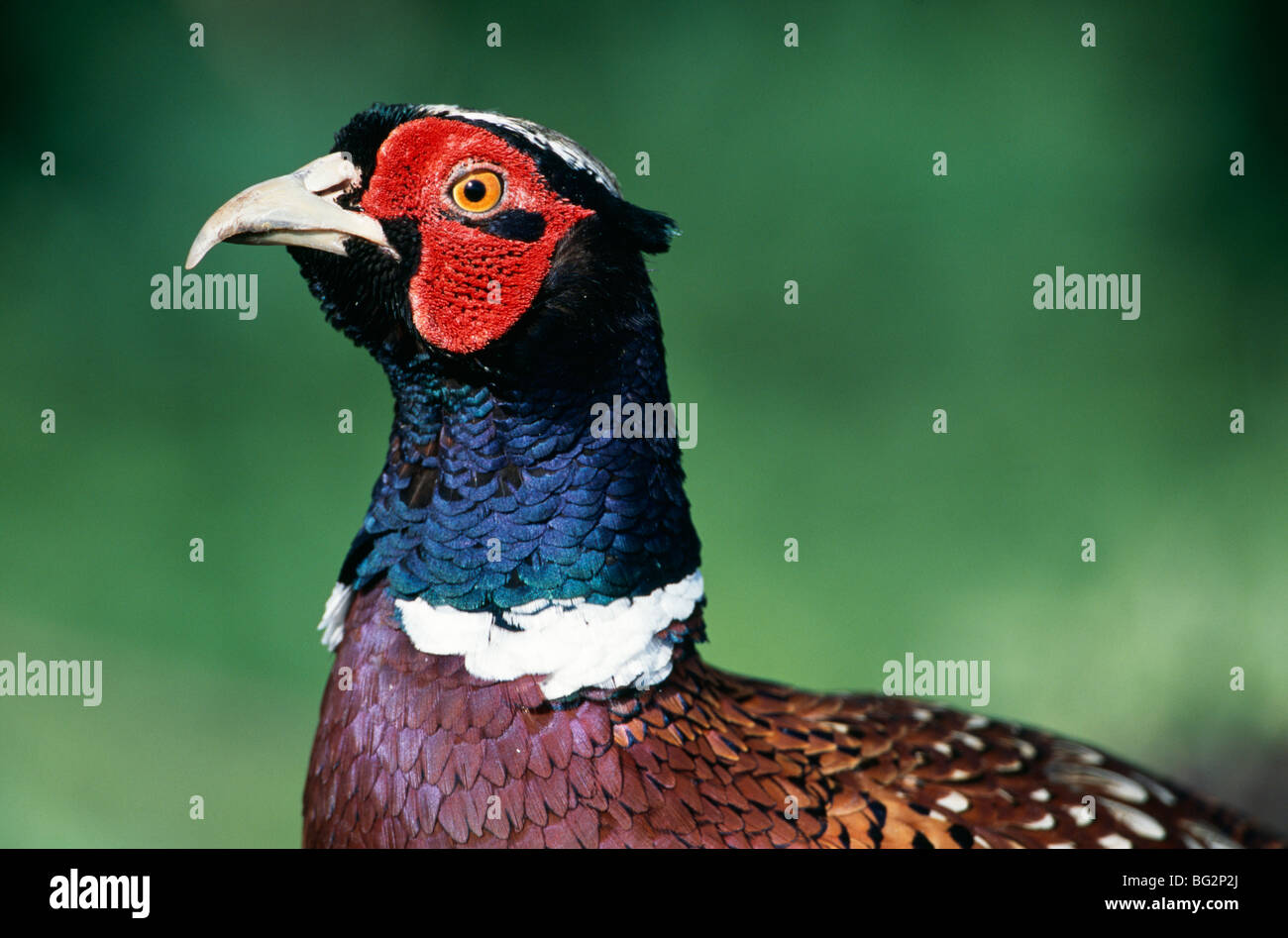 Male pheasant wattle hi-res stock photography and images - Alamy