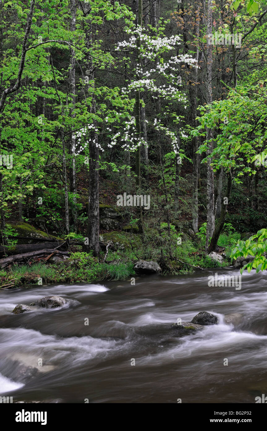 Spring Dogwoods in bloom along the Middle Prong of the Little River in ...