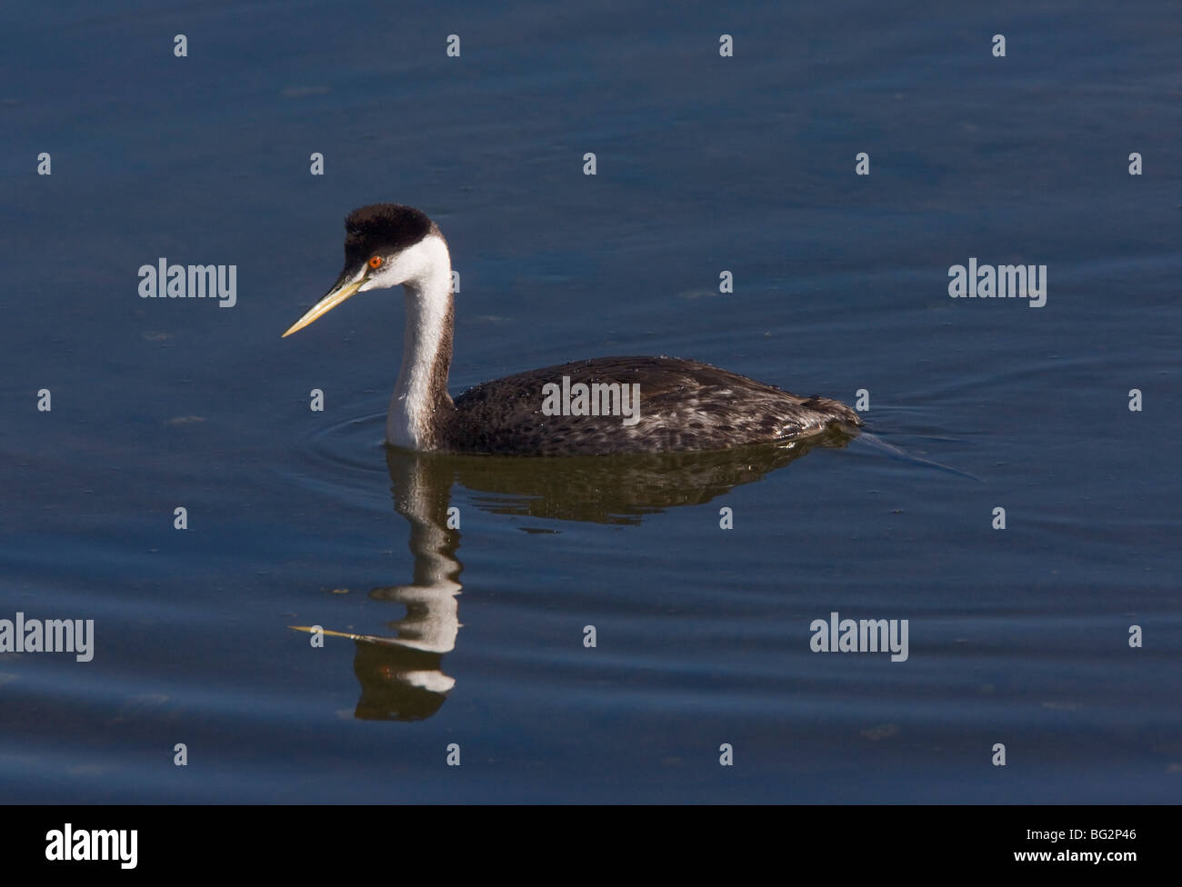 Western Grebe High Resolution Stock Photography and Images - Alamy