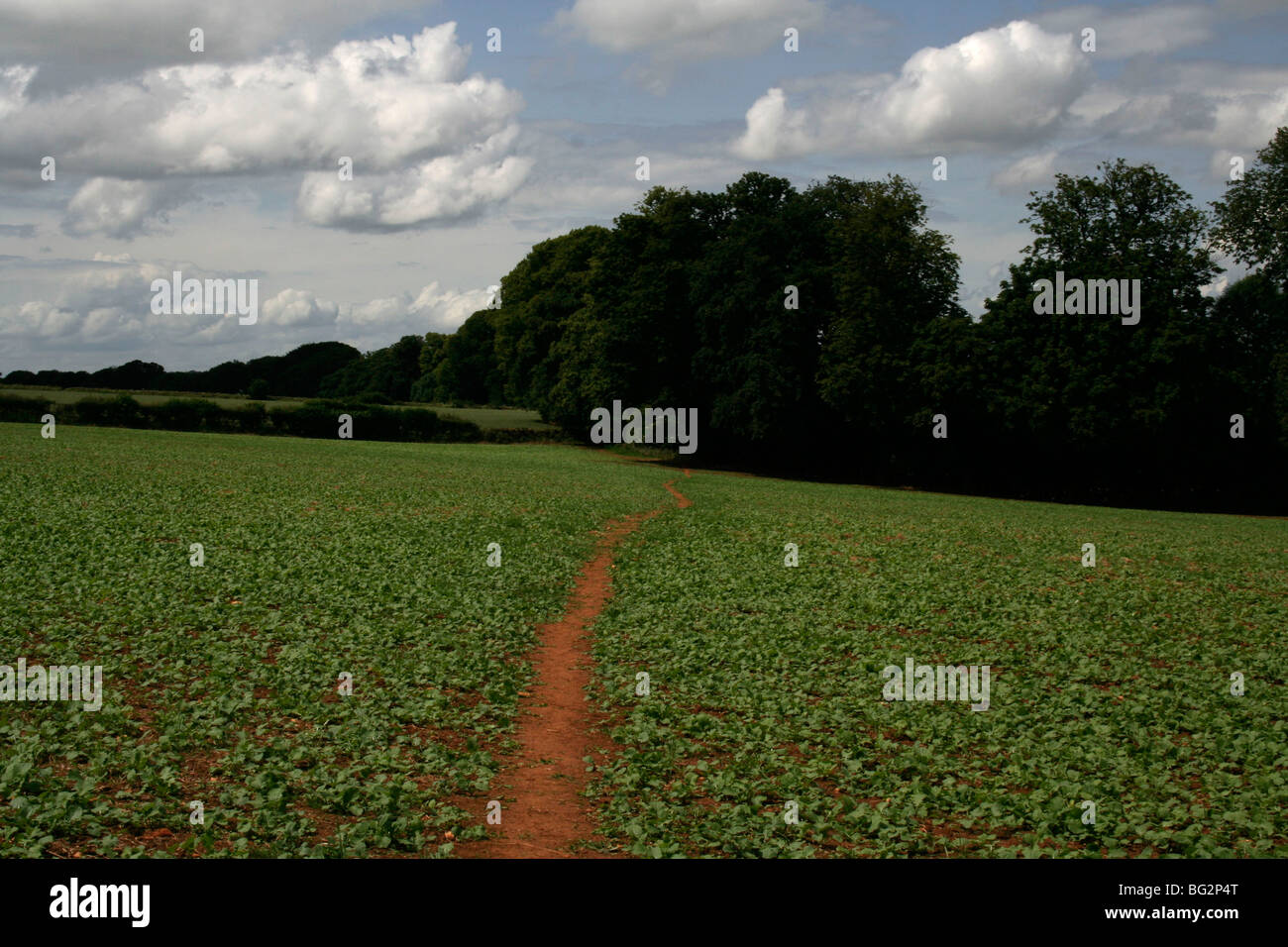 Footpath through the middle of a farm field , summer, Cotswolds ...