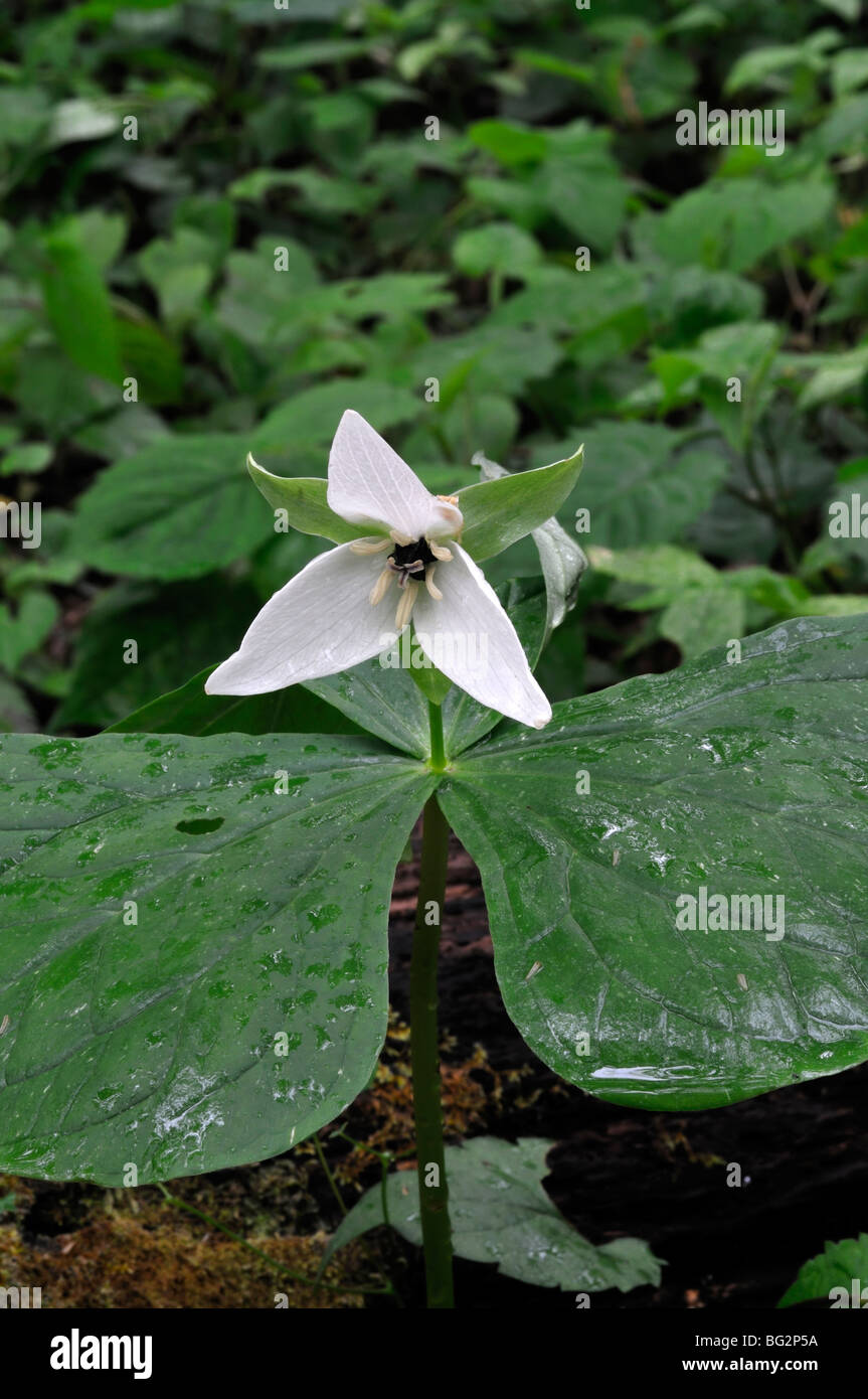 Trillium undulatum Painted Trillium spring great smoky mountains ...