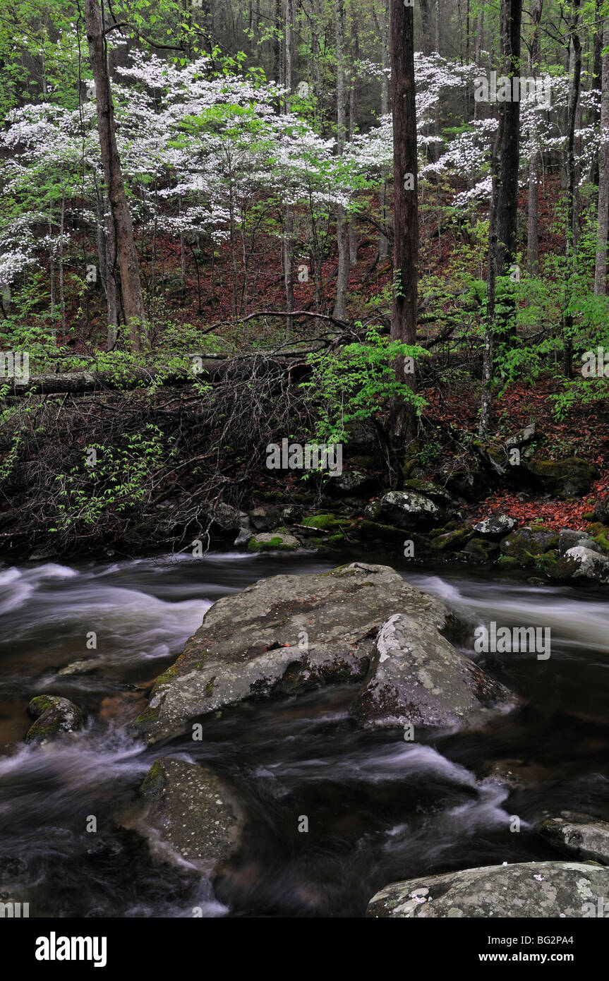 Spring Dogwoods in bloom along the Middle Prong of the Little River in ...
