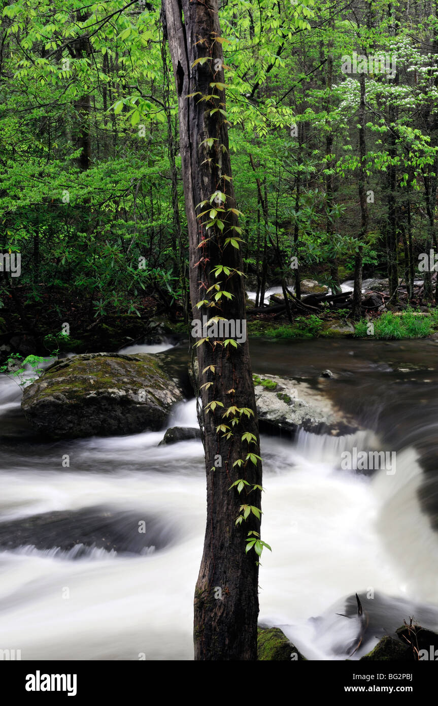 Appalachian Mountain Flora tree flowering spring greenery great smoky ...