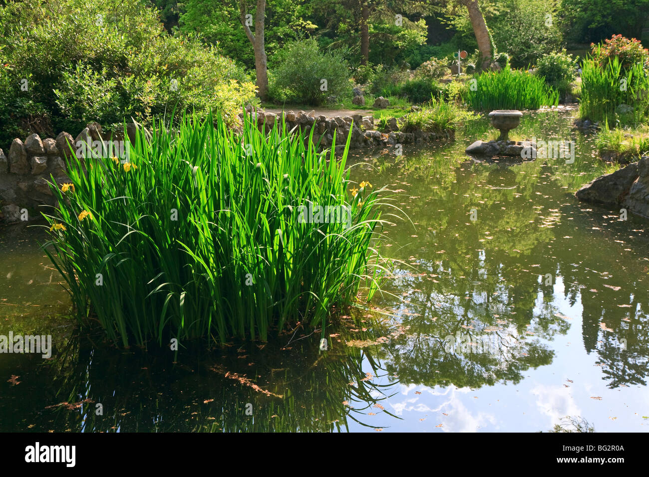 small summer pond with reflections on water surface Stock Photo - Alamy
