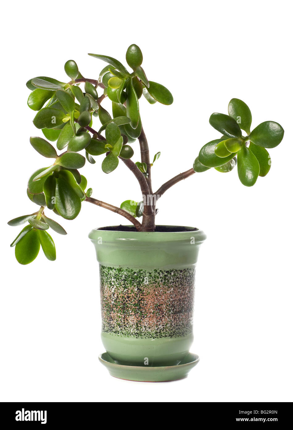 Dollar plant crassula hi-res stock photography and images - Alamy