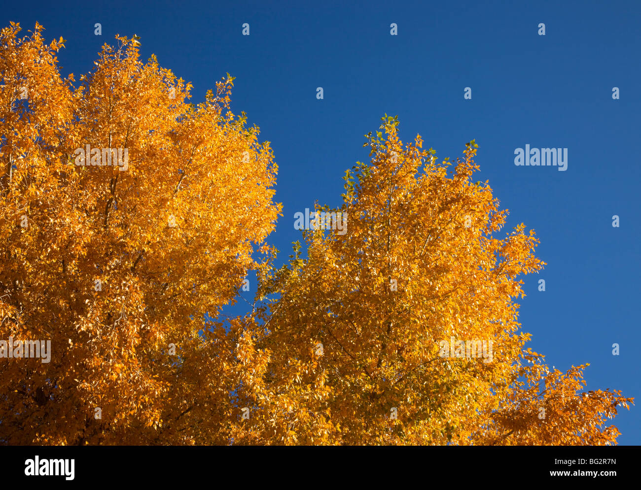 Cottonwood Trees in the Fall in New Mexico Stock Photo - Alamy