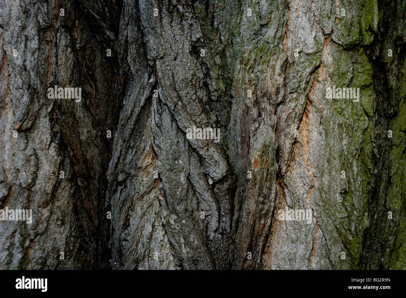 Detail of tree trunk Stock Photo - Alamy